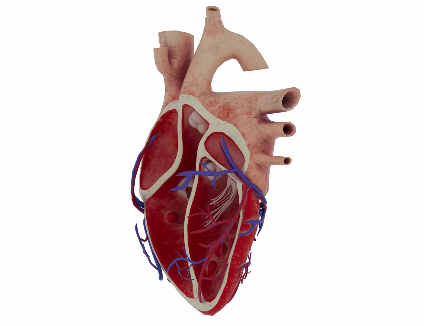 Basic Heart Anatomy Model 3D Model - TurboSquid 2390105