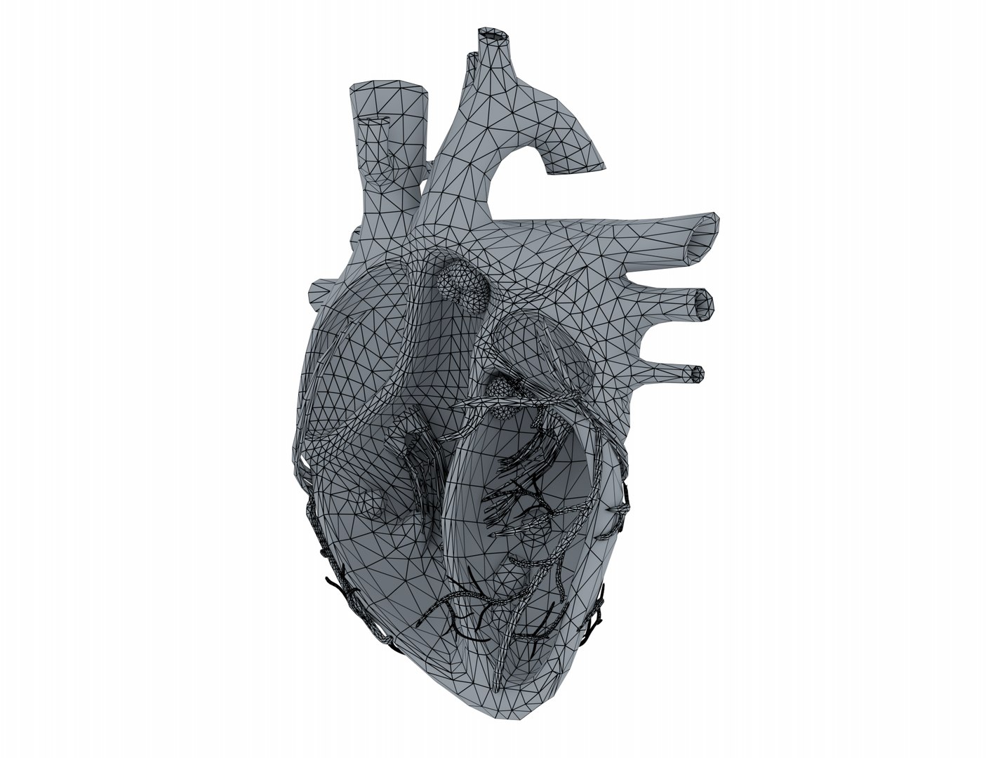 Basic Heart Anatomy Model 3D Model - TurboSquid 2390105