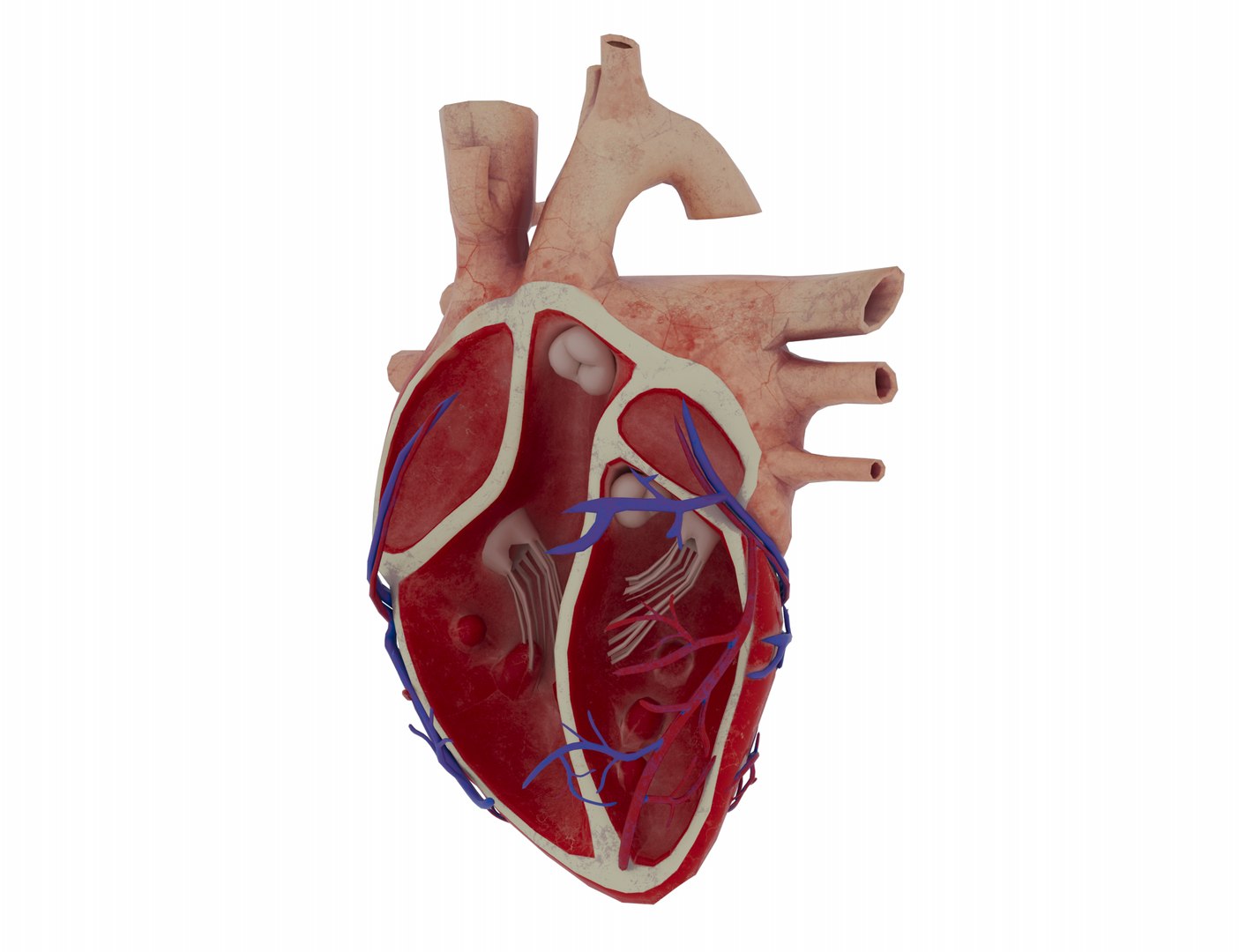 Basic Heart Anatomy Model 3D Model - TurboSquid 2390105