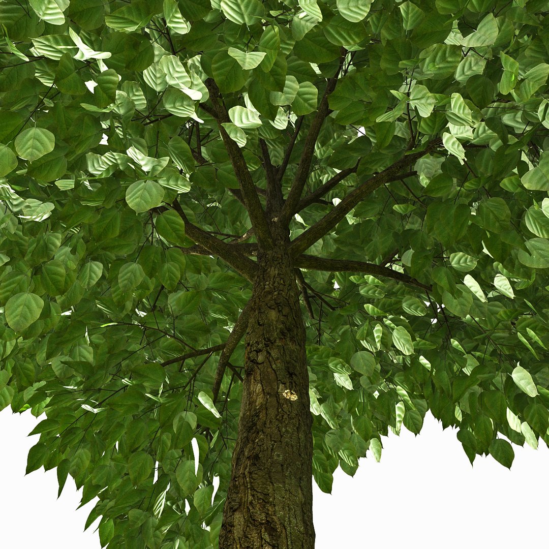 Tree Environment 3d Model