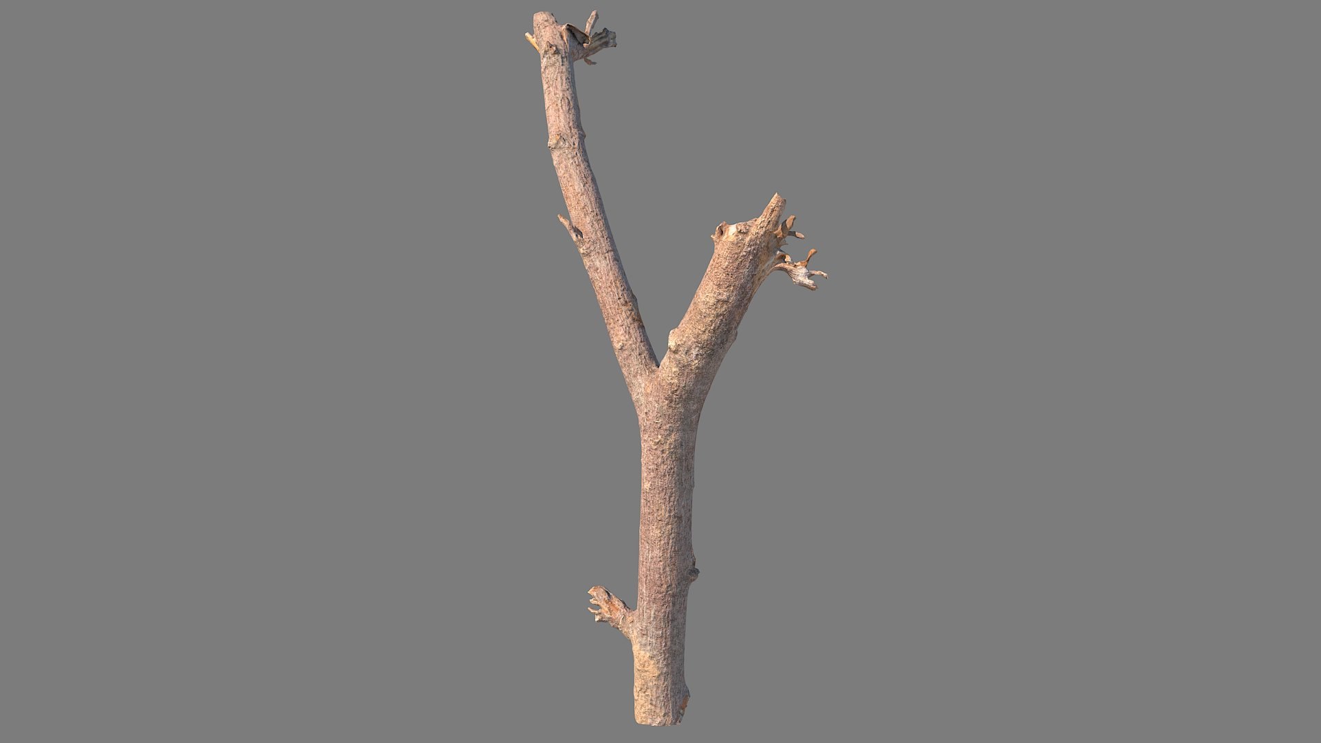 3D Twig Scanned 36 Model - TurboSquid 2088214