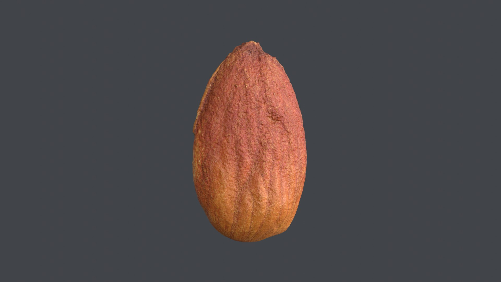 Almond Kernel 2 3D Model - TurboSquid 2145407