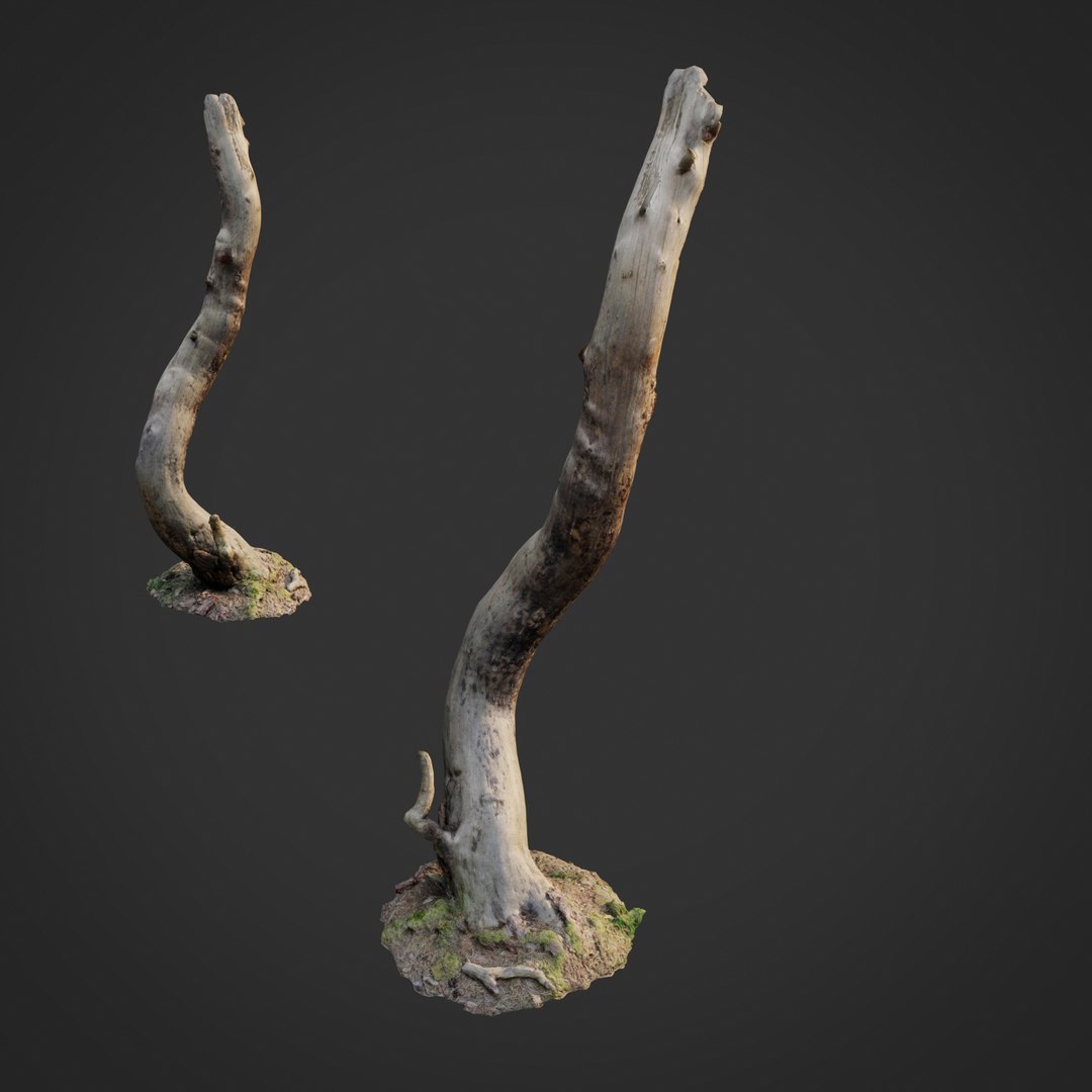 Scanned Nature Forest Roots 3D Model - TurboSquid 1191398