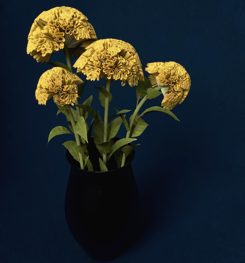 Coxcomb Plants Flowers 3d 3ds