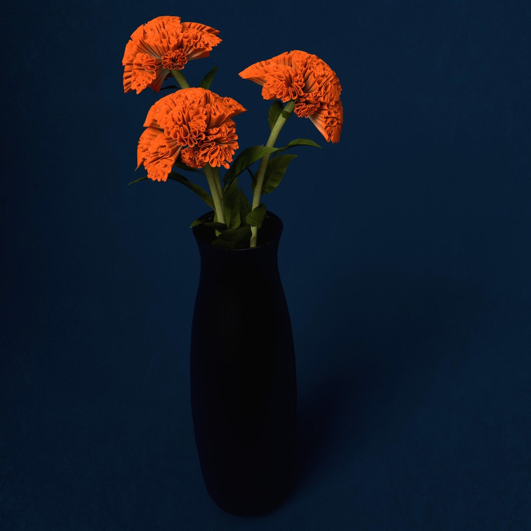 Coxcomb Plants Flowers 3d 3ds