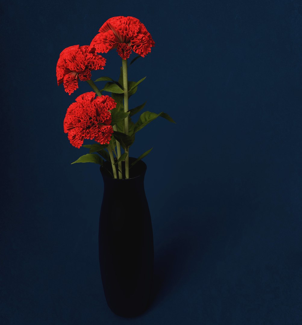 Coxcomb Plants Flowers 3d 3ds