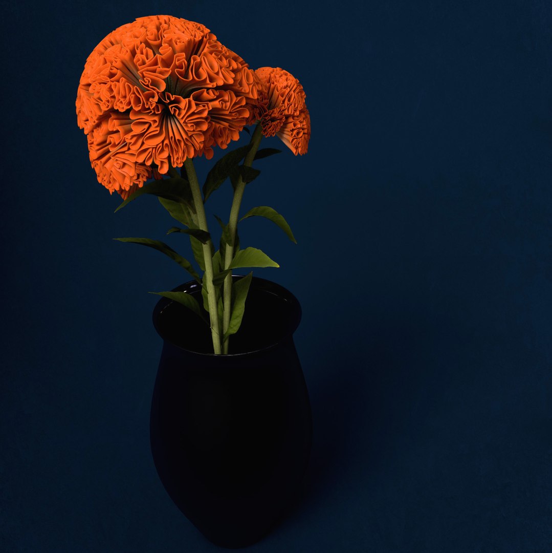 Coxcomb Plants Flowers 3d 3ds