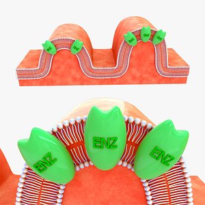 Enzyme 3D Models for Download | TurboSquid