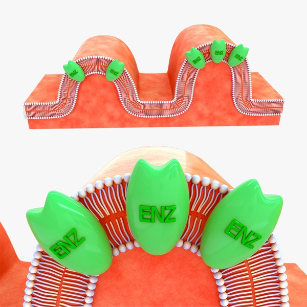 Enzyme 3D Models for Download | TurboSquid