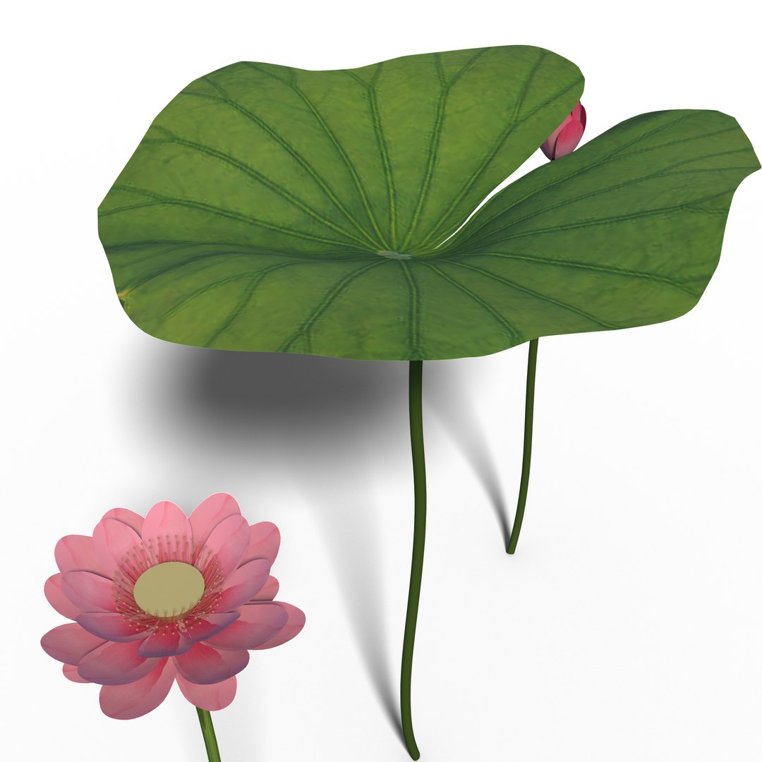 3D Lotus Lily Pad model - TurboSquid 2062960