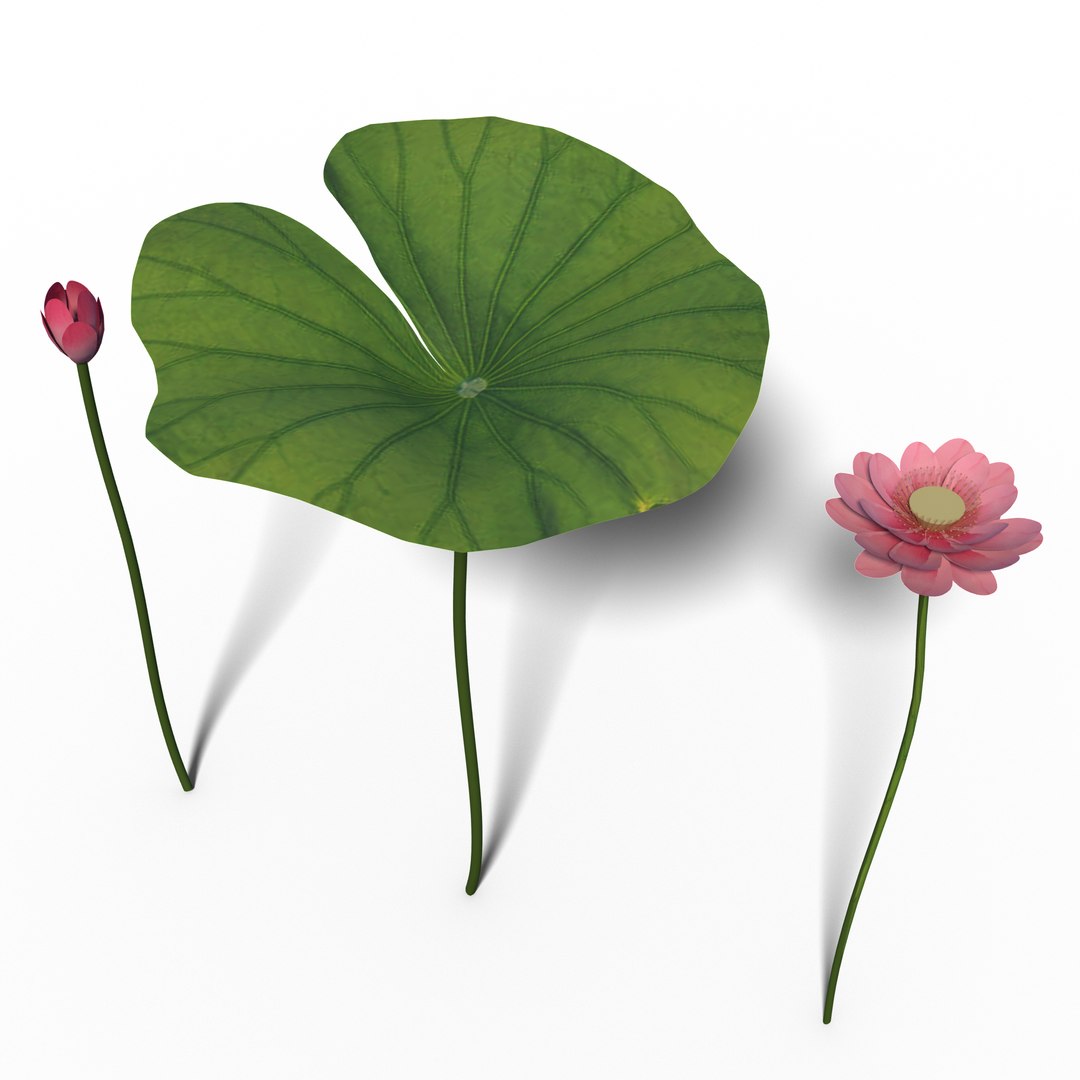 3D Lotus Lily Pad Model - TurboSquid 2062960
