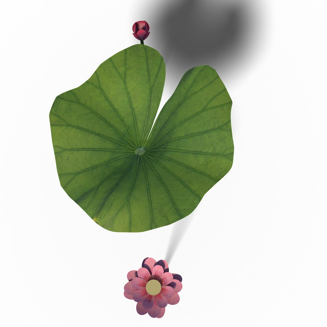 3D Lotus Lily Pad Model - TurboSquid 2062960