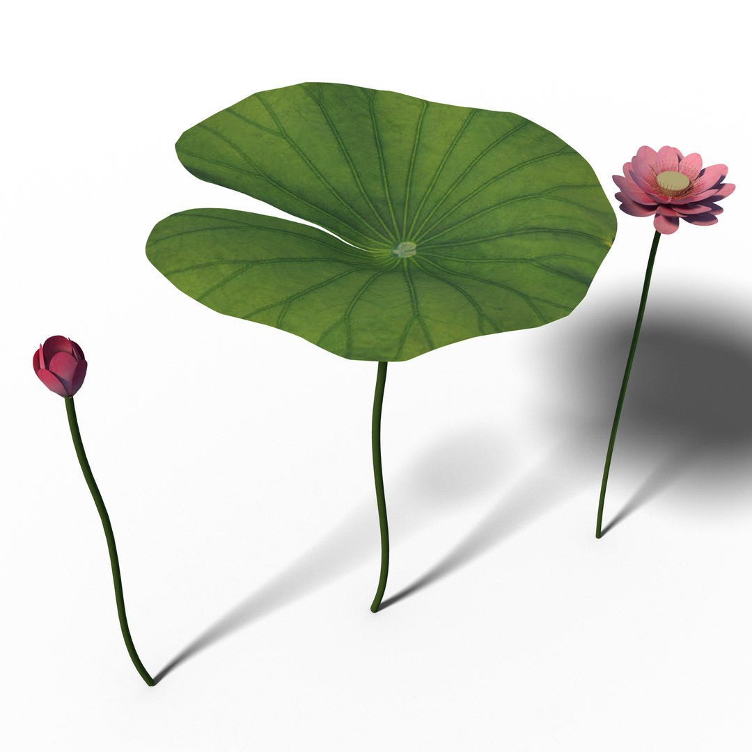 3D Lotus Lily Pad Model - TurboSquid 2062960