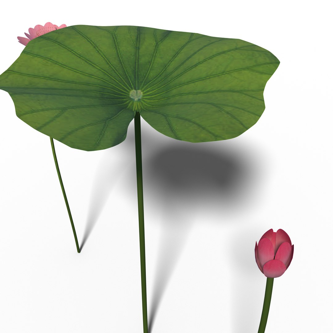 3D Lotus Lily Pad Model - TurboSquid 2062960