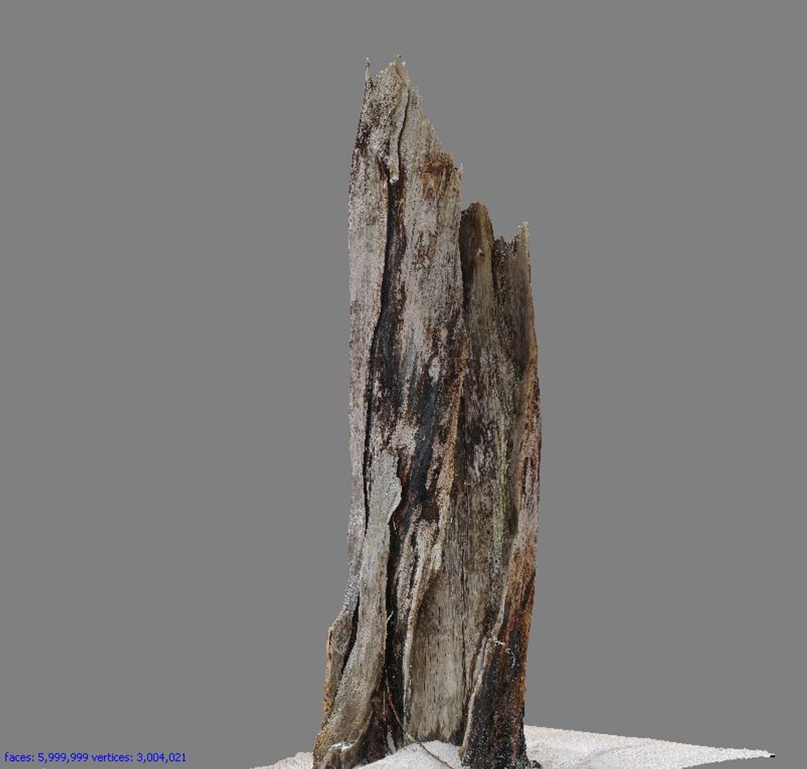 Root Photogrammetry Scan 3D Model - TurboSquid 1410982
