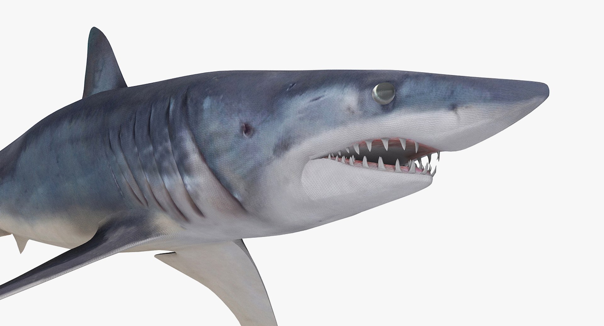 3D Model Mako Shark - TurboSquid 1174565