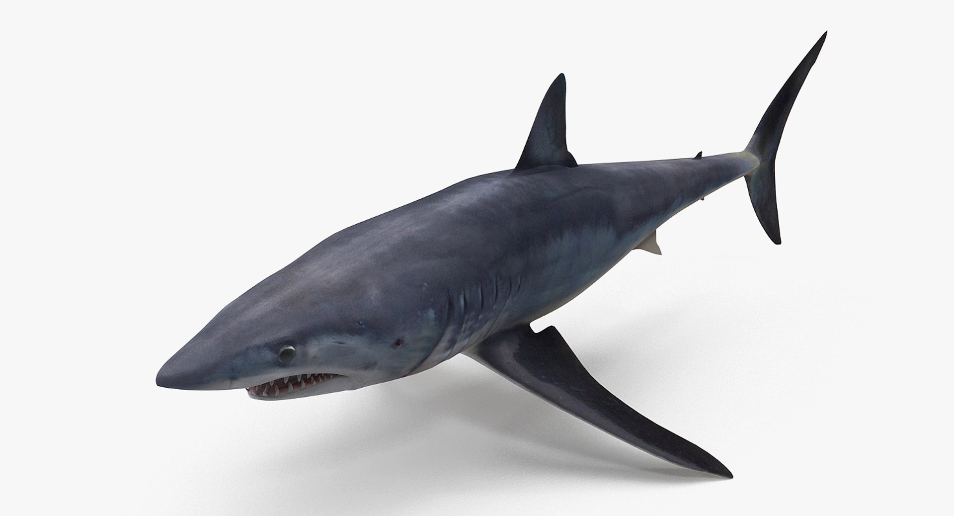 3D Model Mako Shark - TurboSquid 1174565