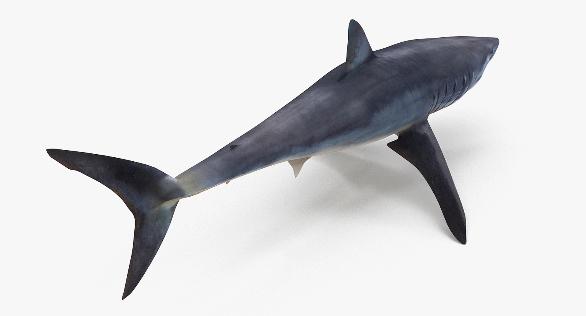3D Model Mako Shark - TurboSquid 1174565