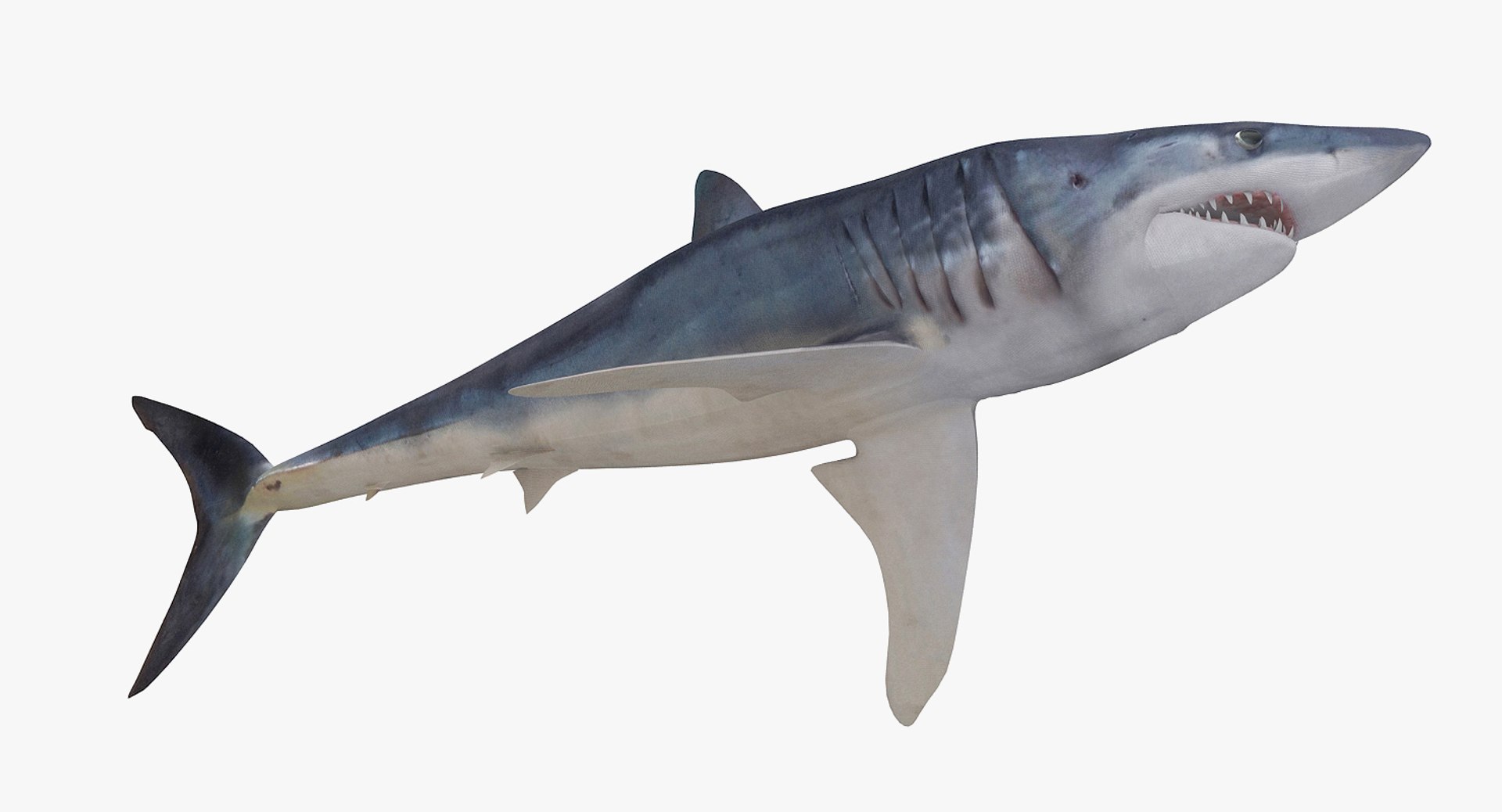 3D Model Mako Shark - TurboSquid 1174565