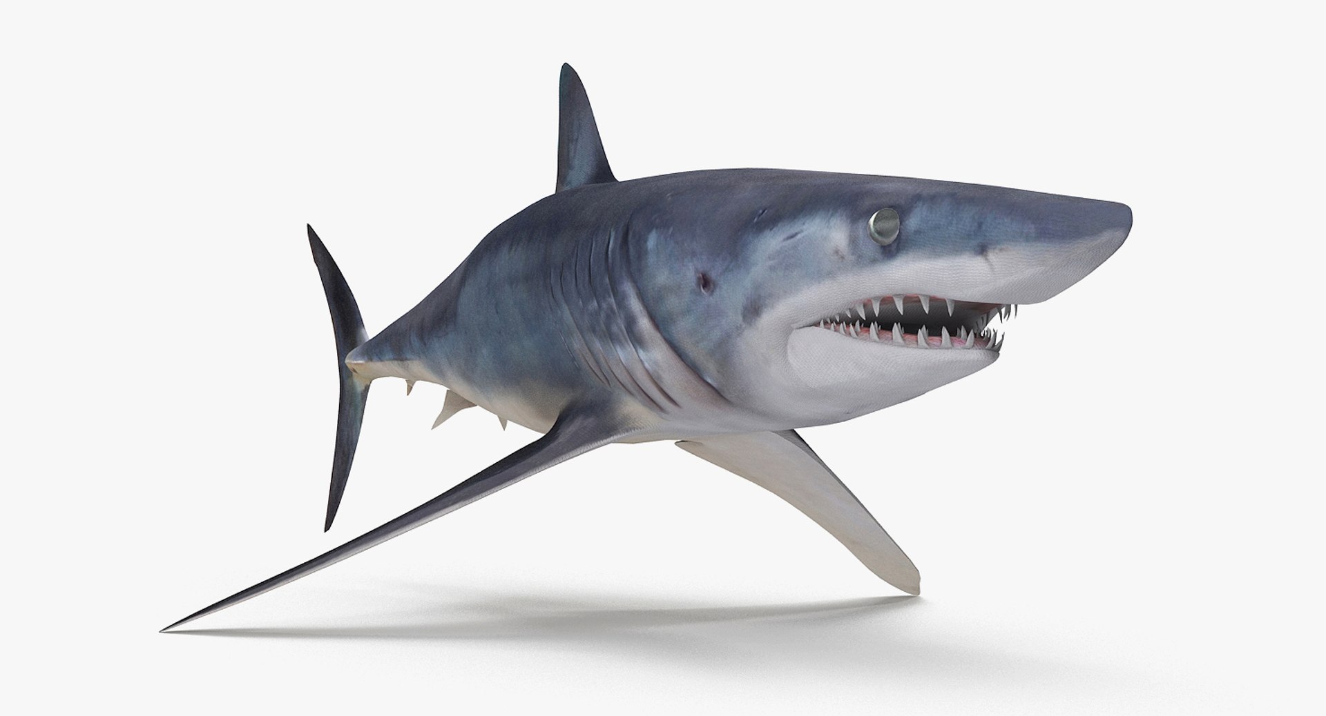 3D Model Mako Shark - TurboSquid 1174565