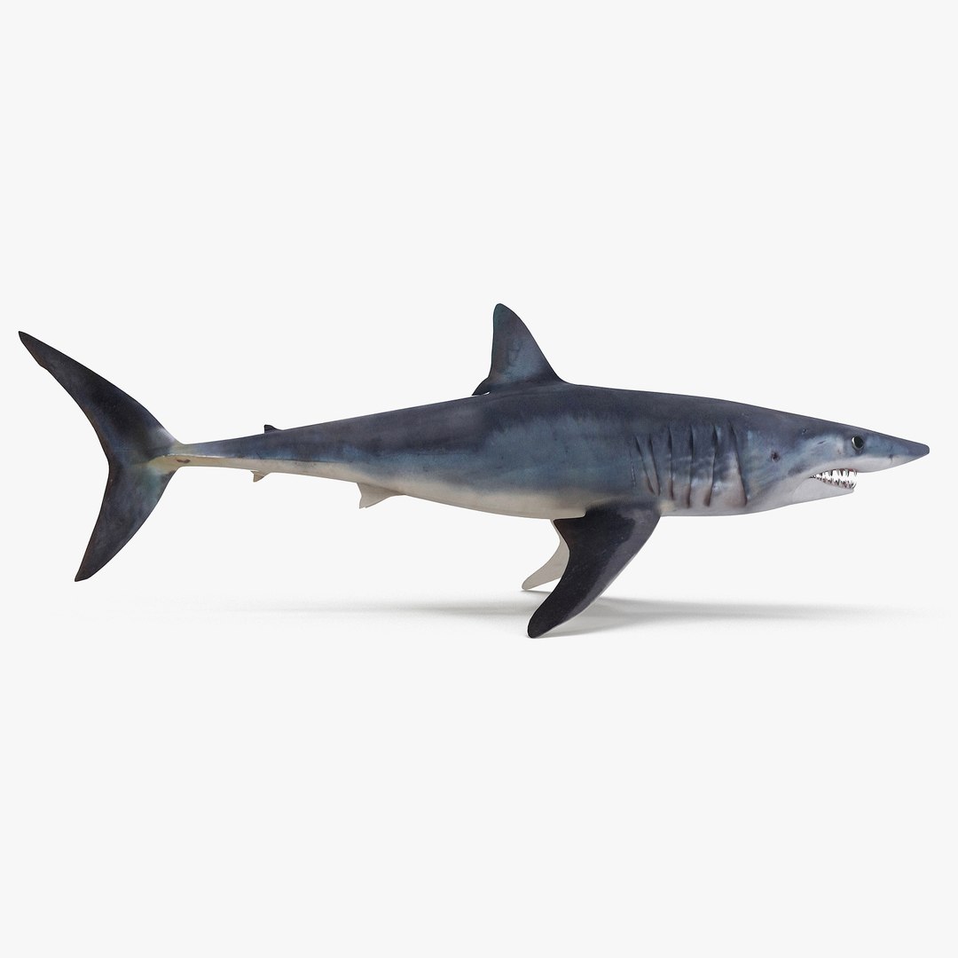3D Model Mako Shark - TurboSquid 1174565