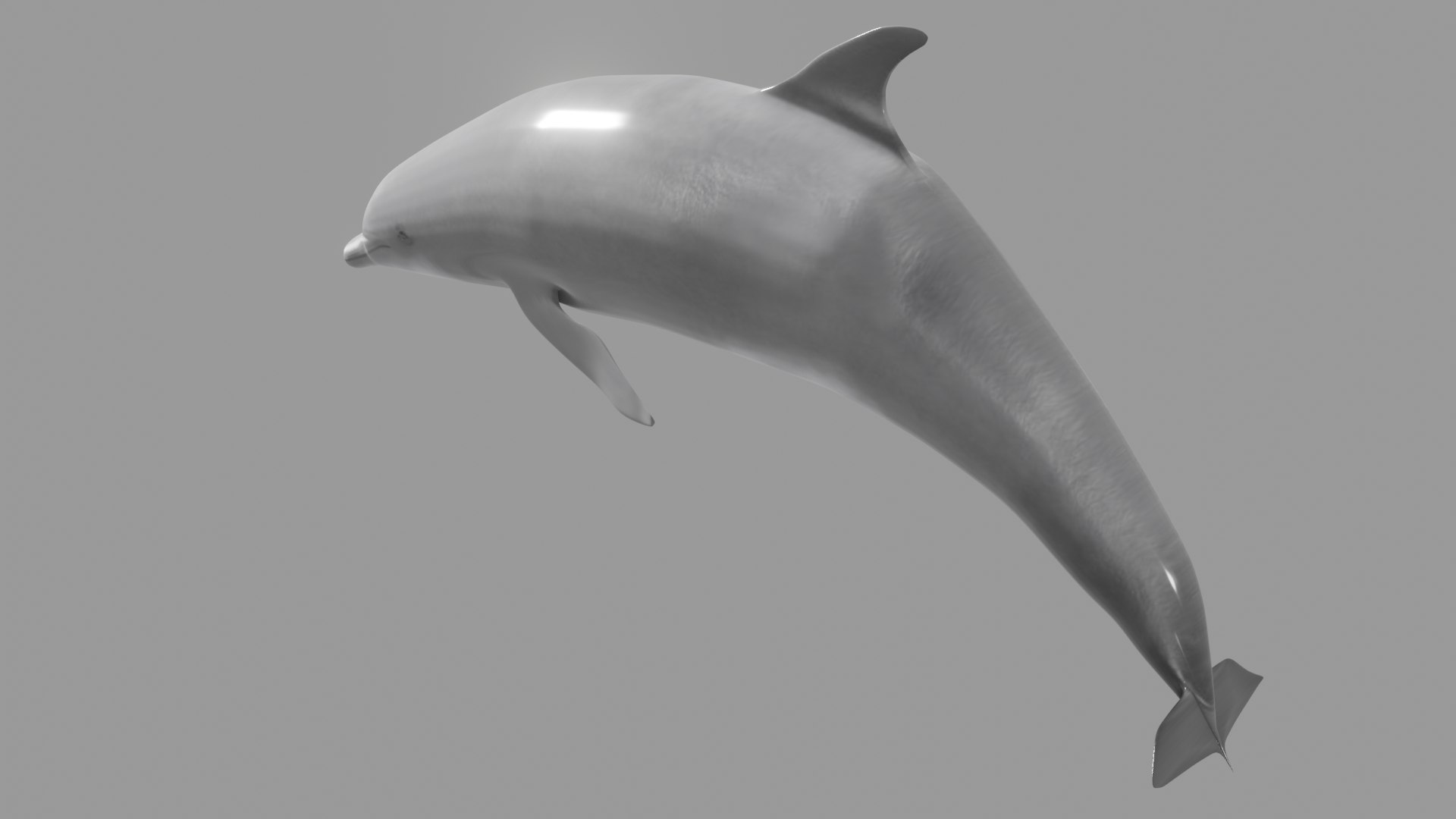 Dolphin OBJ 3D Model - TurboSquid 2041239