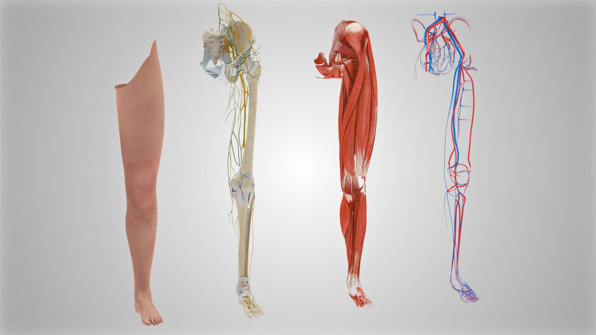 Complete Human leg anatomy model - TurboSquid 1925018