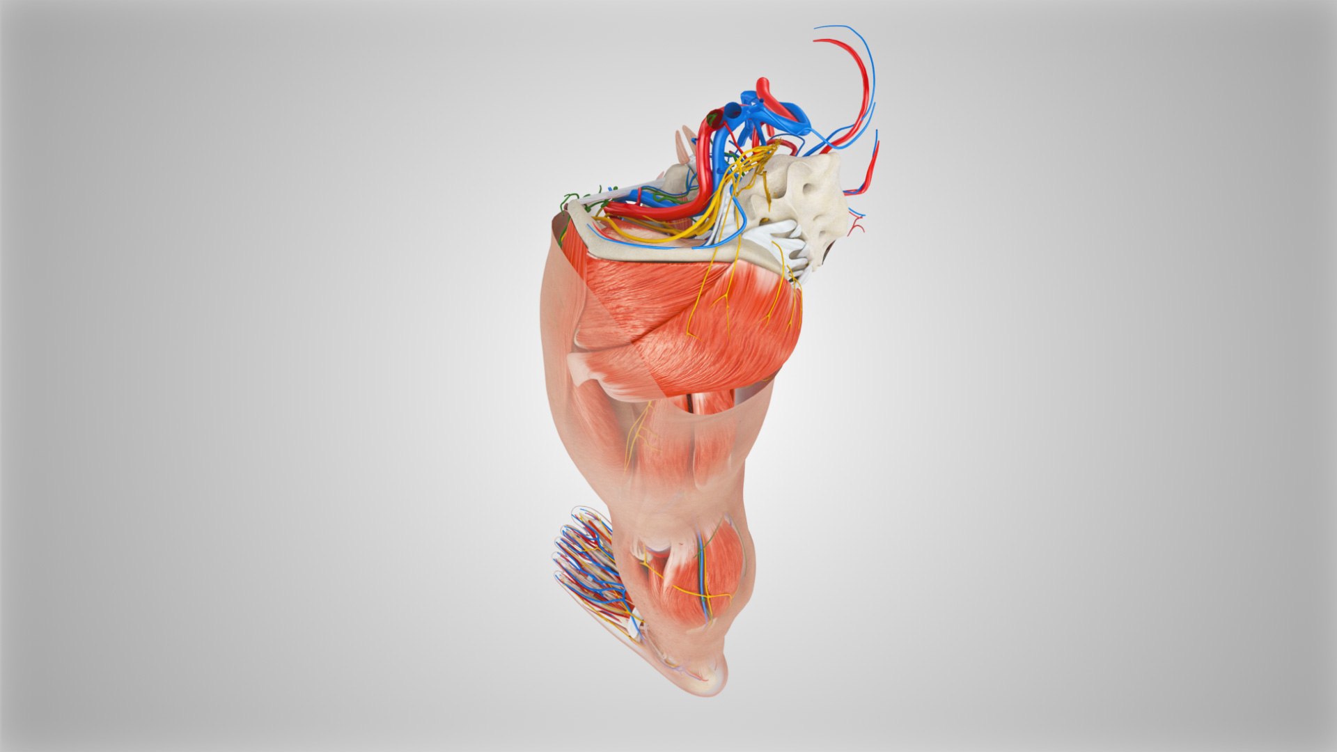 3D модель Complete Human leg anatomy - TurboSquid 1925018