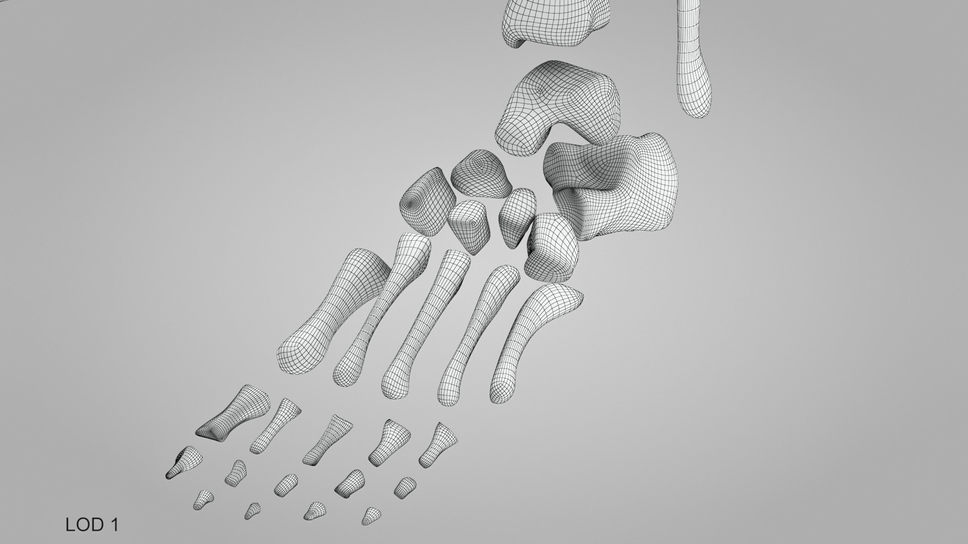 Complete Human leg anatomy model - TurboSquid 1925018
