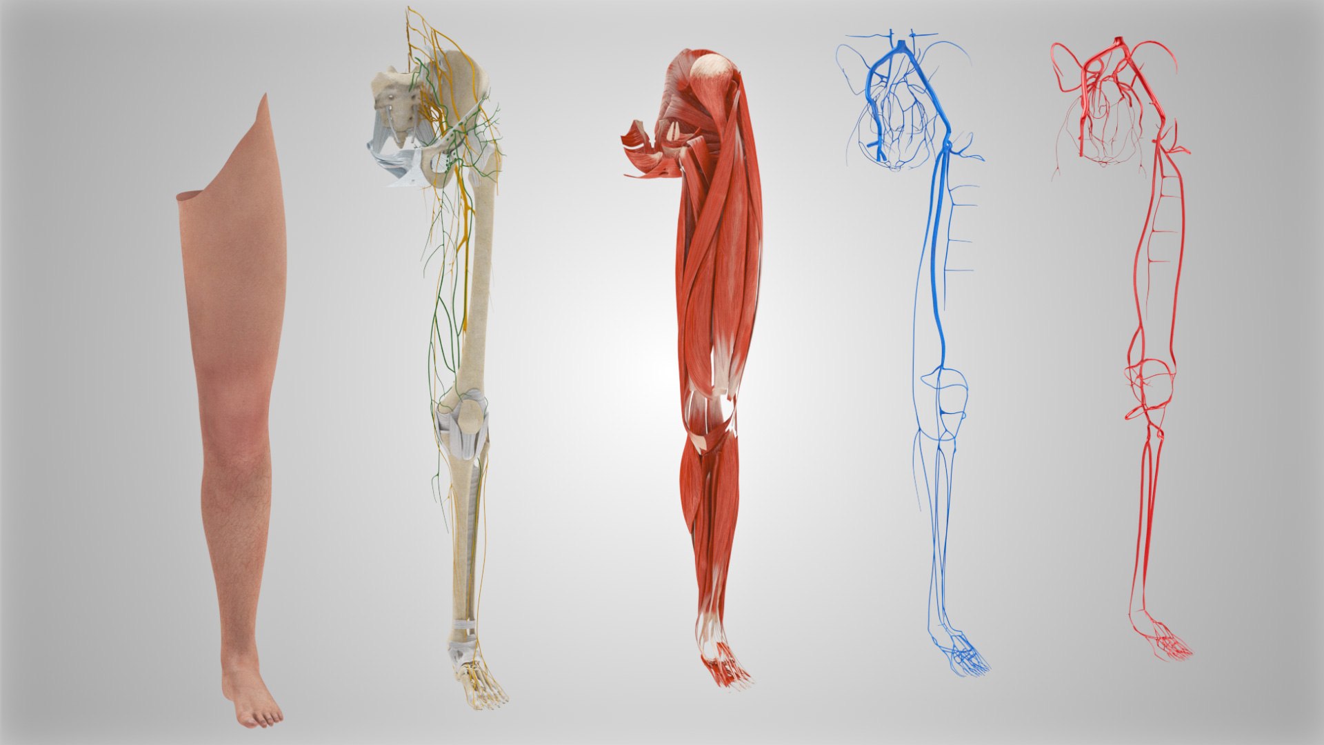 Complete Human leg anatomy model - TurboSquid 1925018