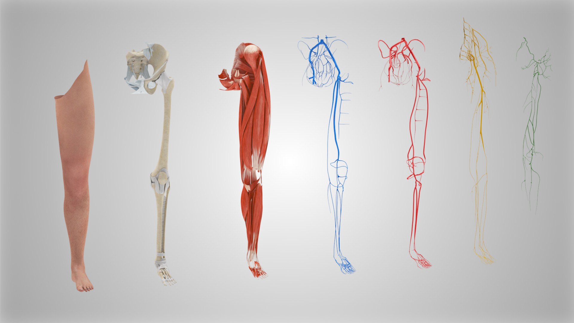 Complete Human leg anatomy model - TurboSquid 1925018