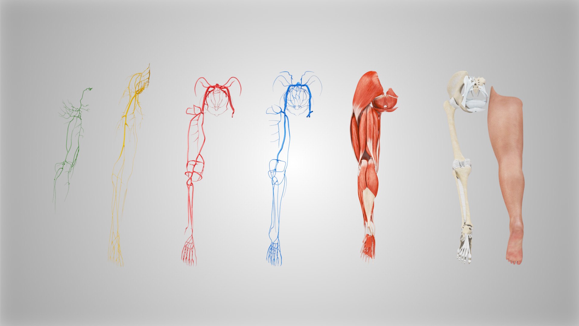 Complete Human leg anatomy model - TurboSquid 1925018