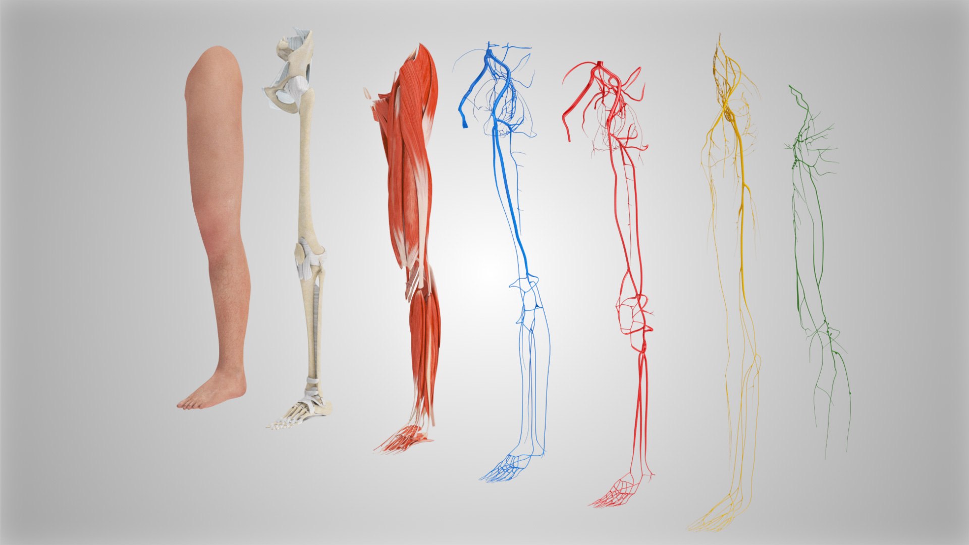Complete Human leg anatomy model - TurboSquid 1925018