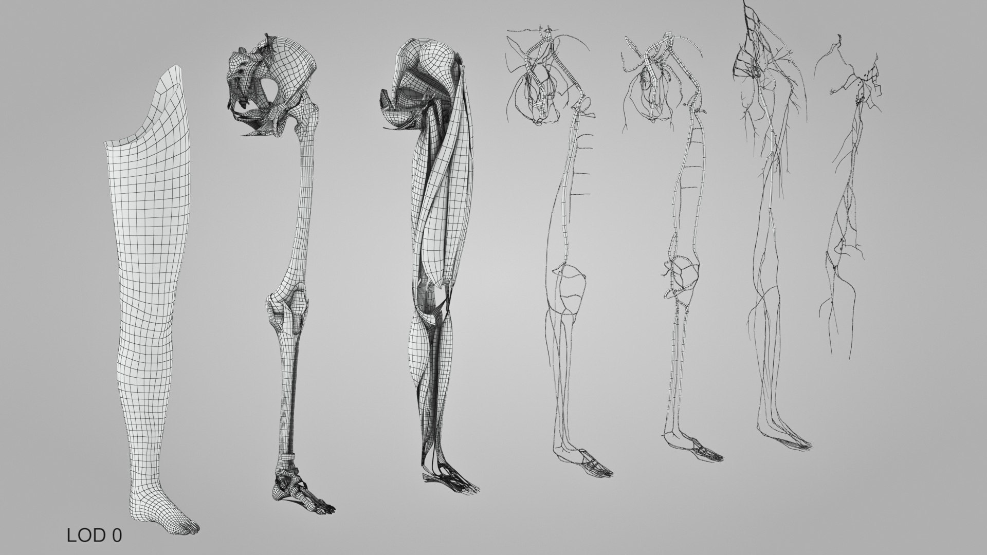 Complete Human leg anatomy model - TurboSquid 1925018