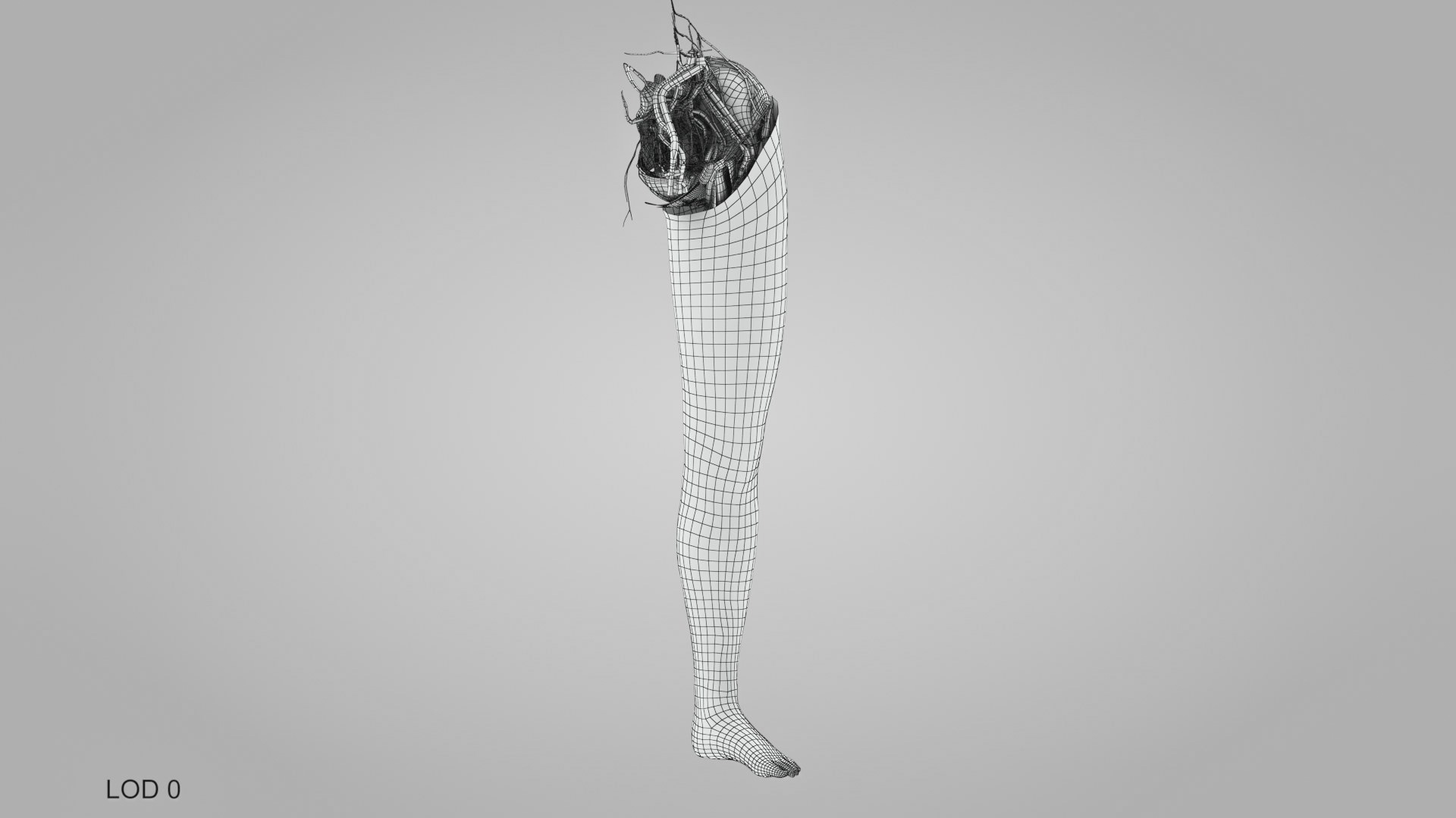 Complete Human Leg Anatomy Model - TurboSquid 1925018