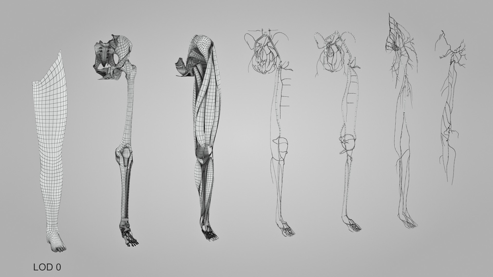 Complete Human leg anatomy model - TurboSquid 1925018