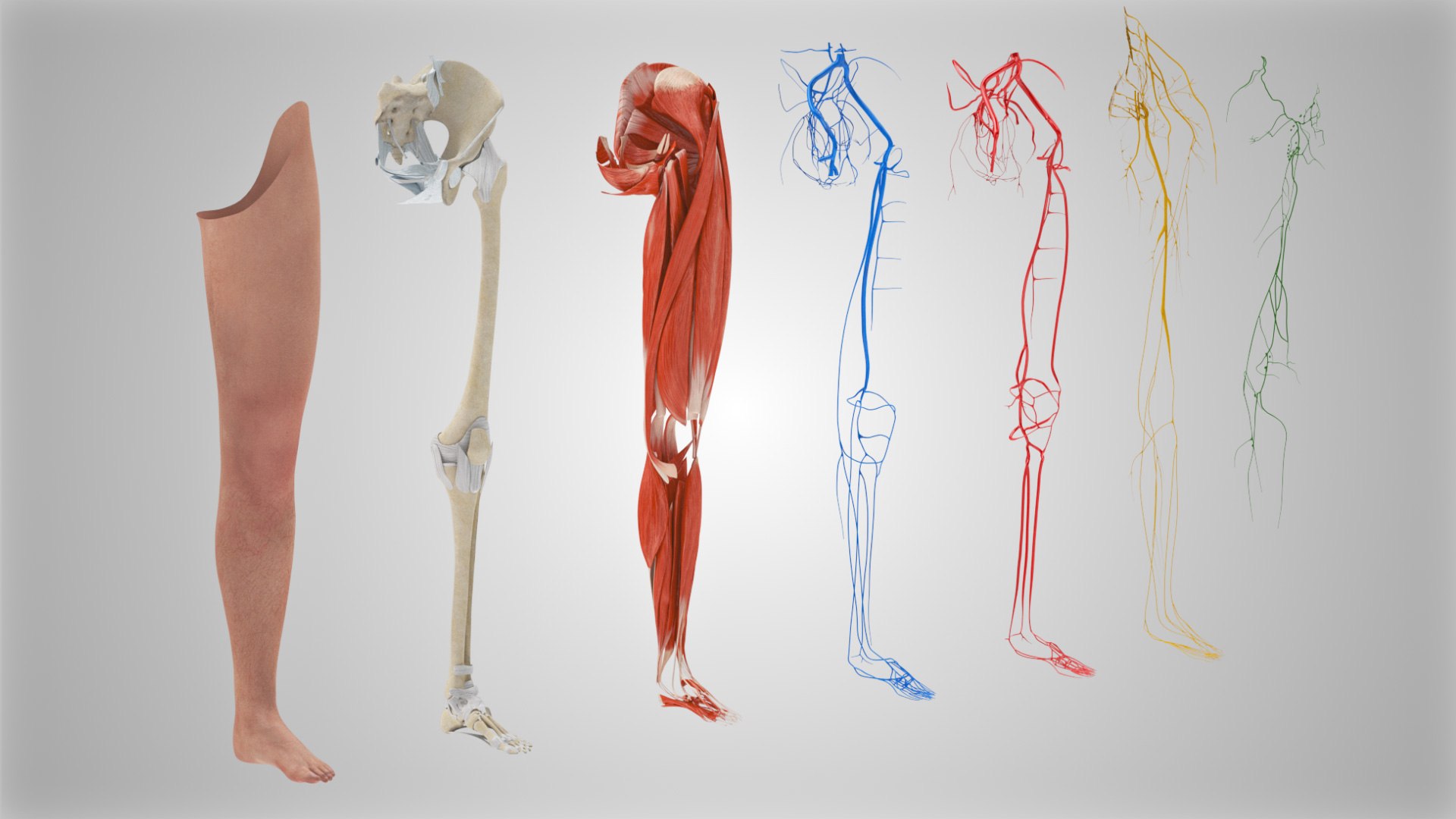Complete Human leg anatomy model - TurboSquid 1925018