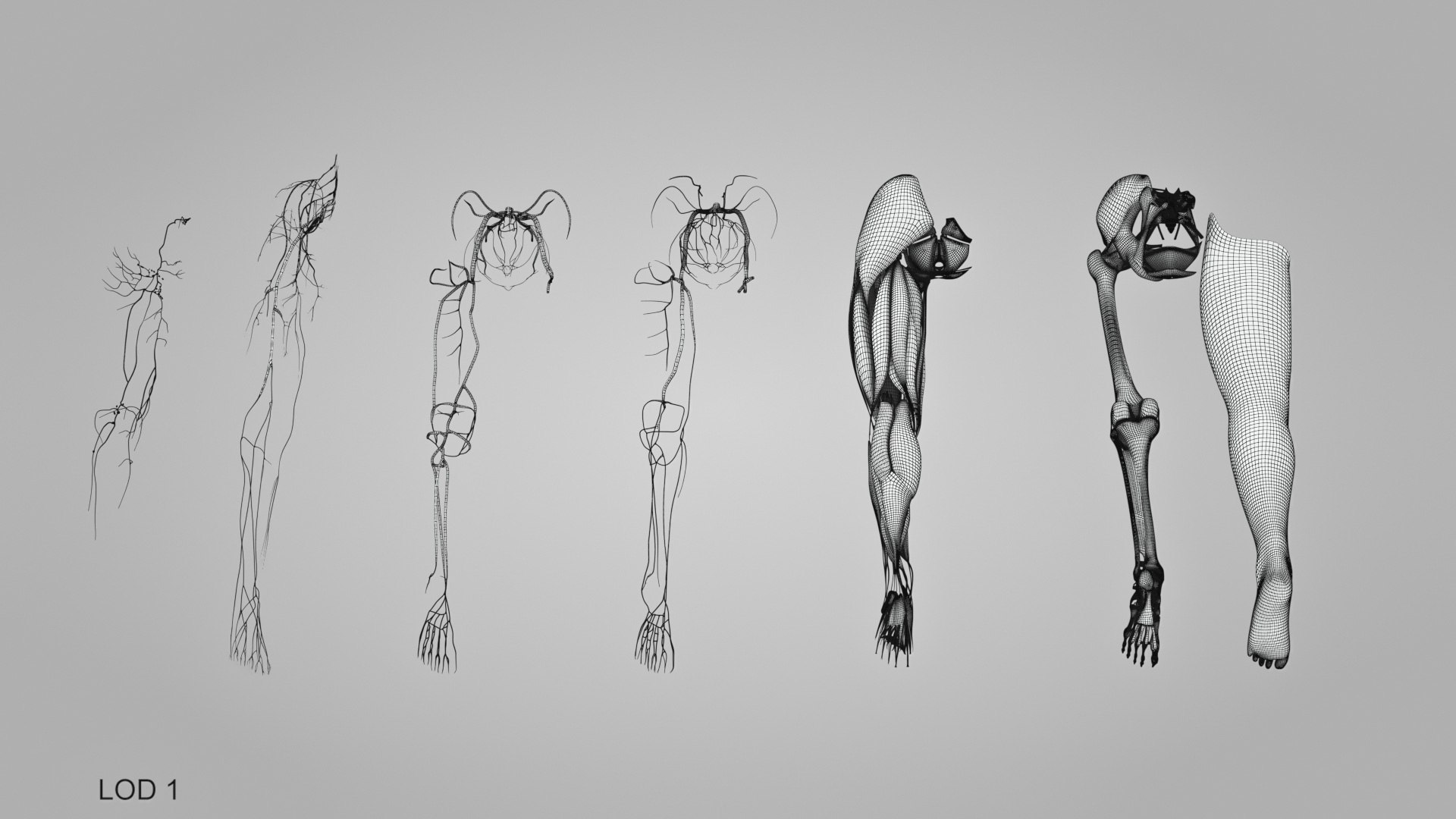 Complete Human leg anatomy model - TurboSquid 1925018