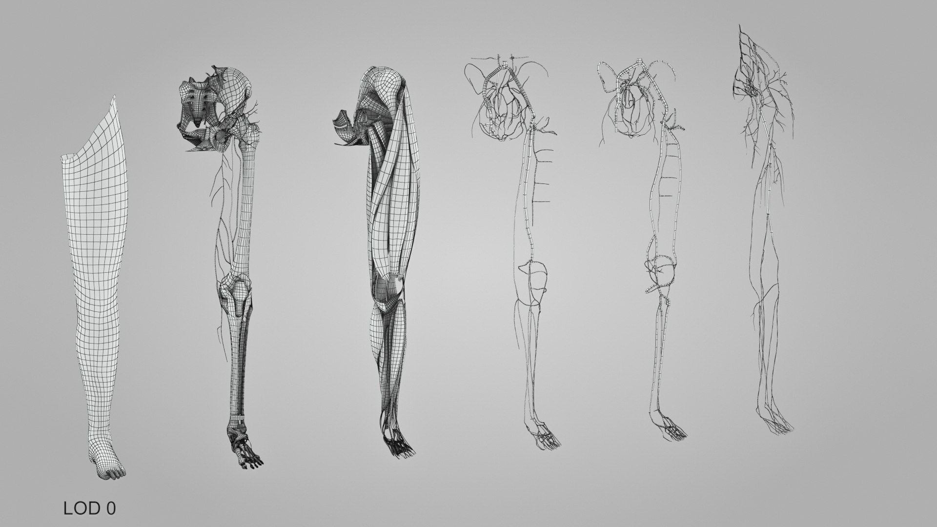 Complete Human leg anatomy model - TurboSquid 1925018
