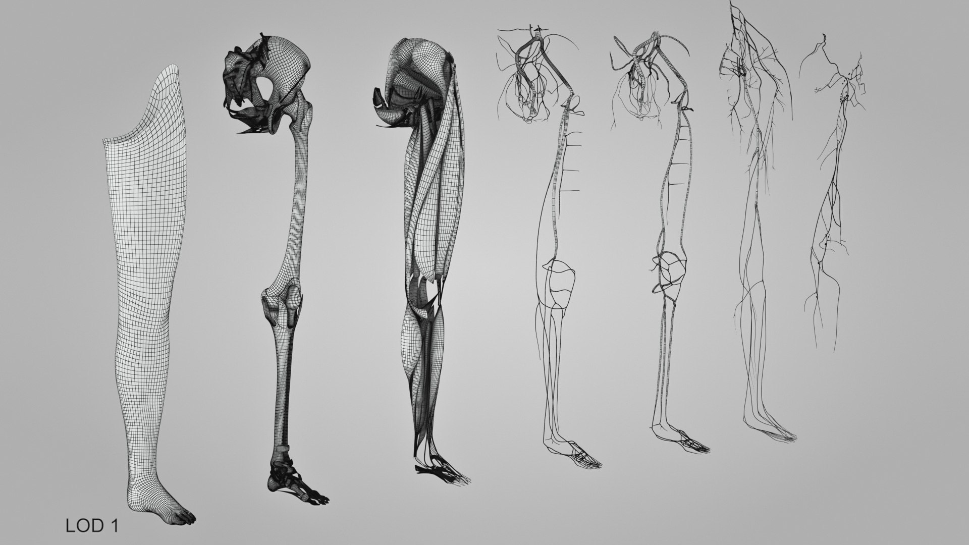 Complete Human leg anatomy model - TurboSquid 1925018