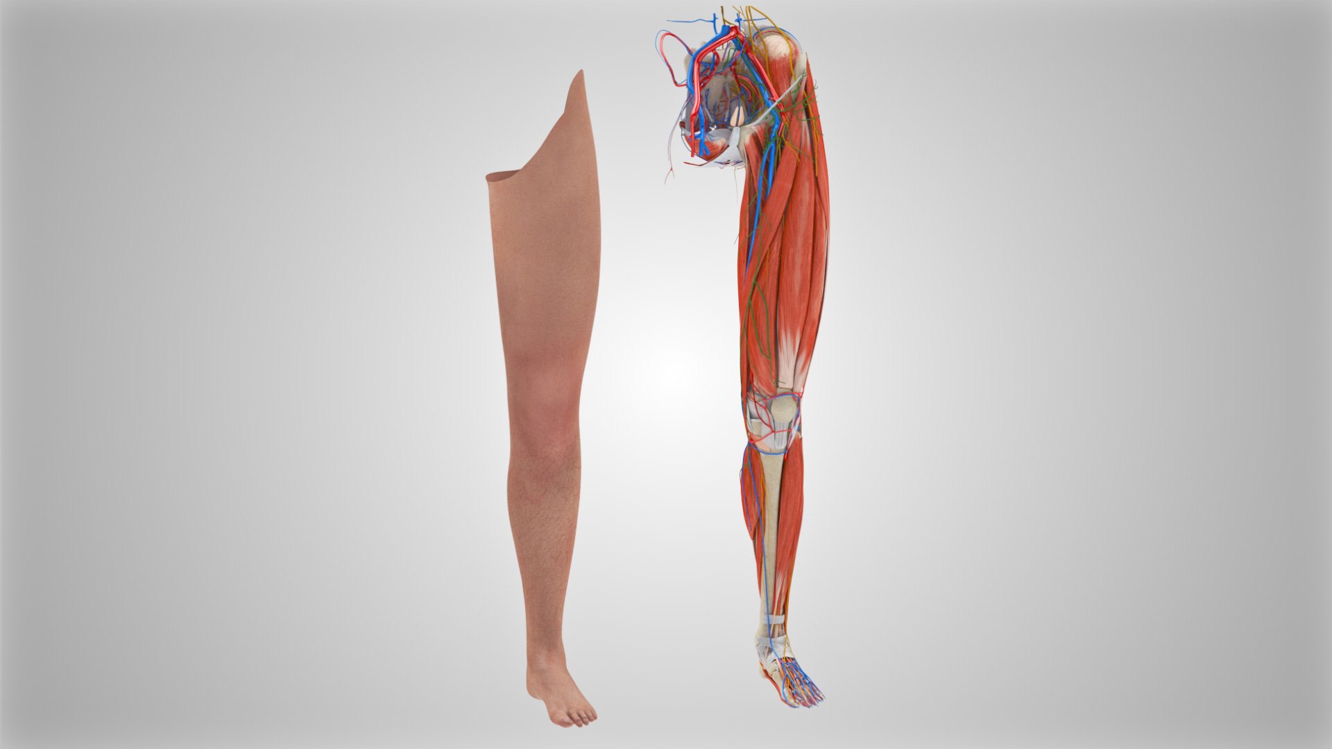 Complete Human Leg Anatomy Model - TurboSquid 1925018