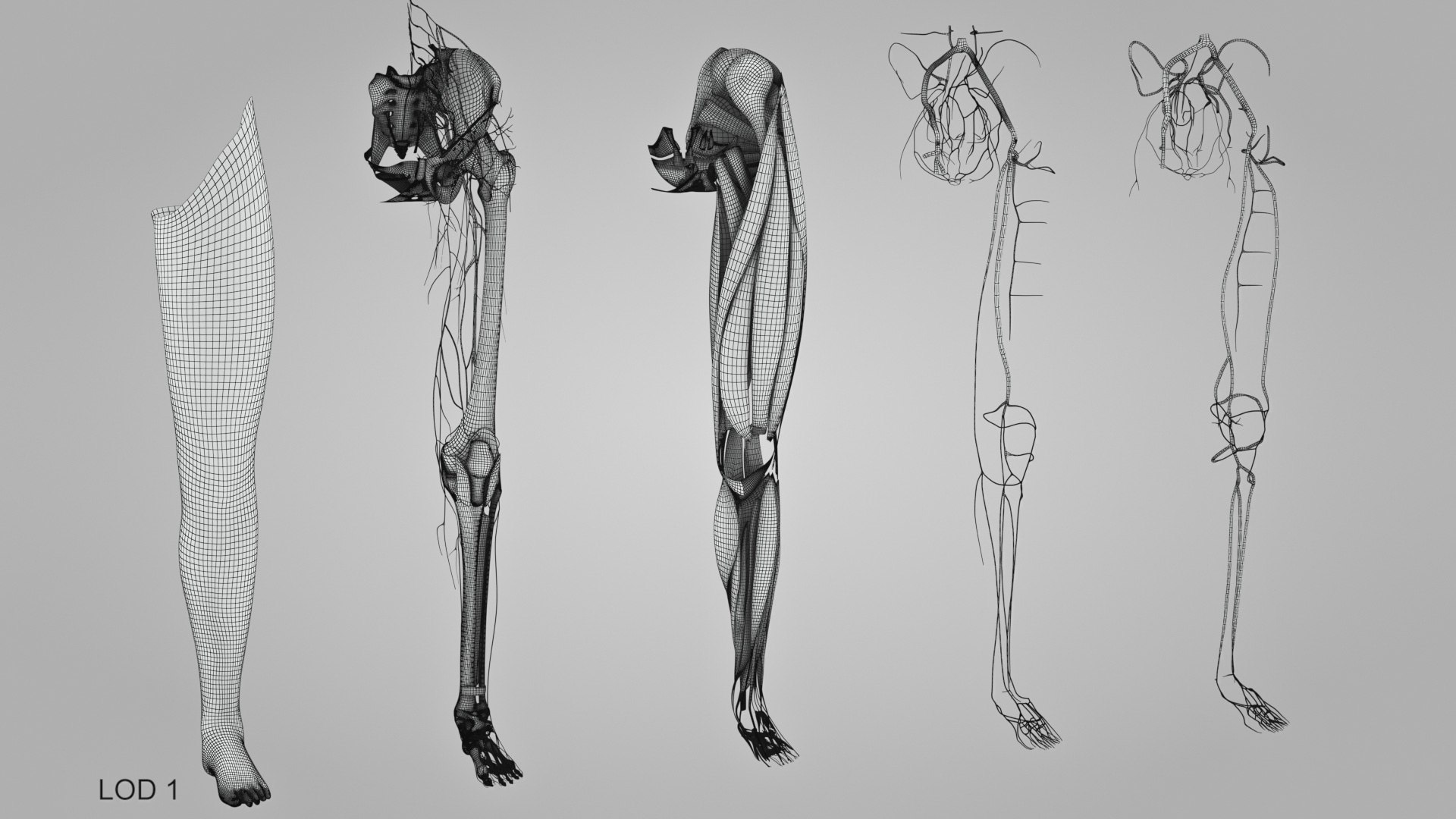 Complete Human leg anatomy model - TurboSquid 1925018