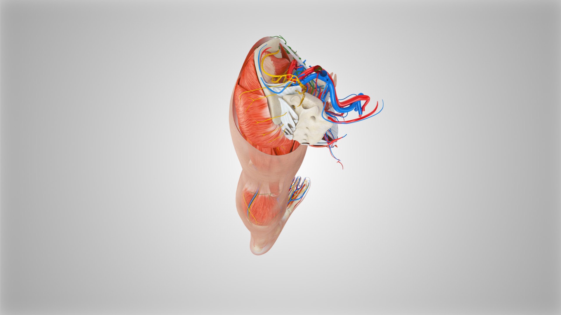 Complete Human Leg Anatomy Model - TurboSquid 1925018