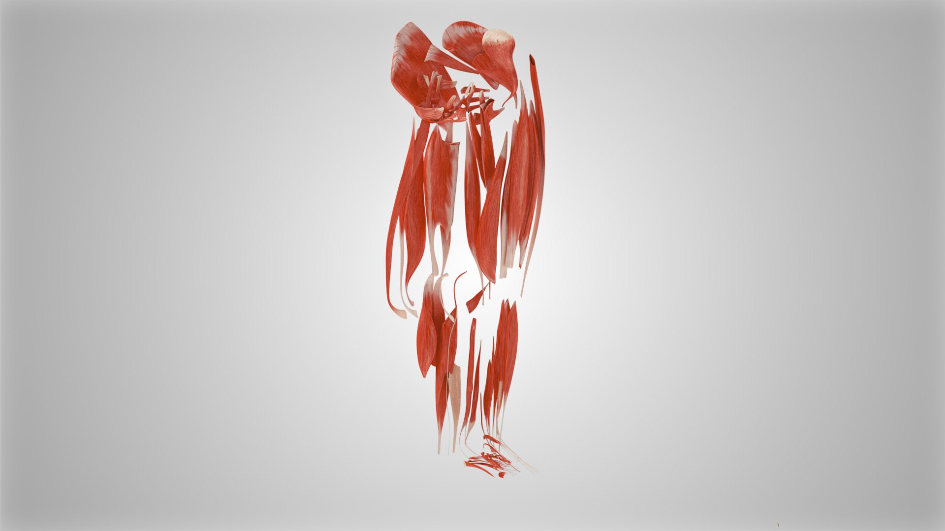 Complete Human leg anatomy model - TurboSquid 1925018