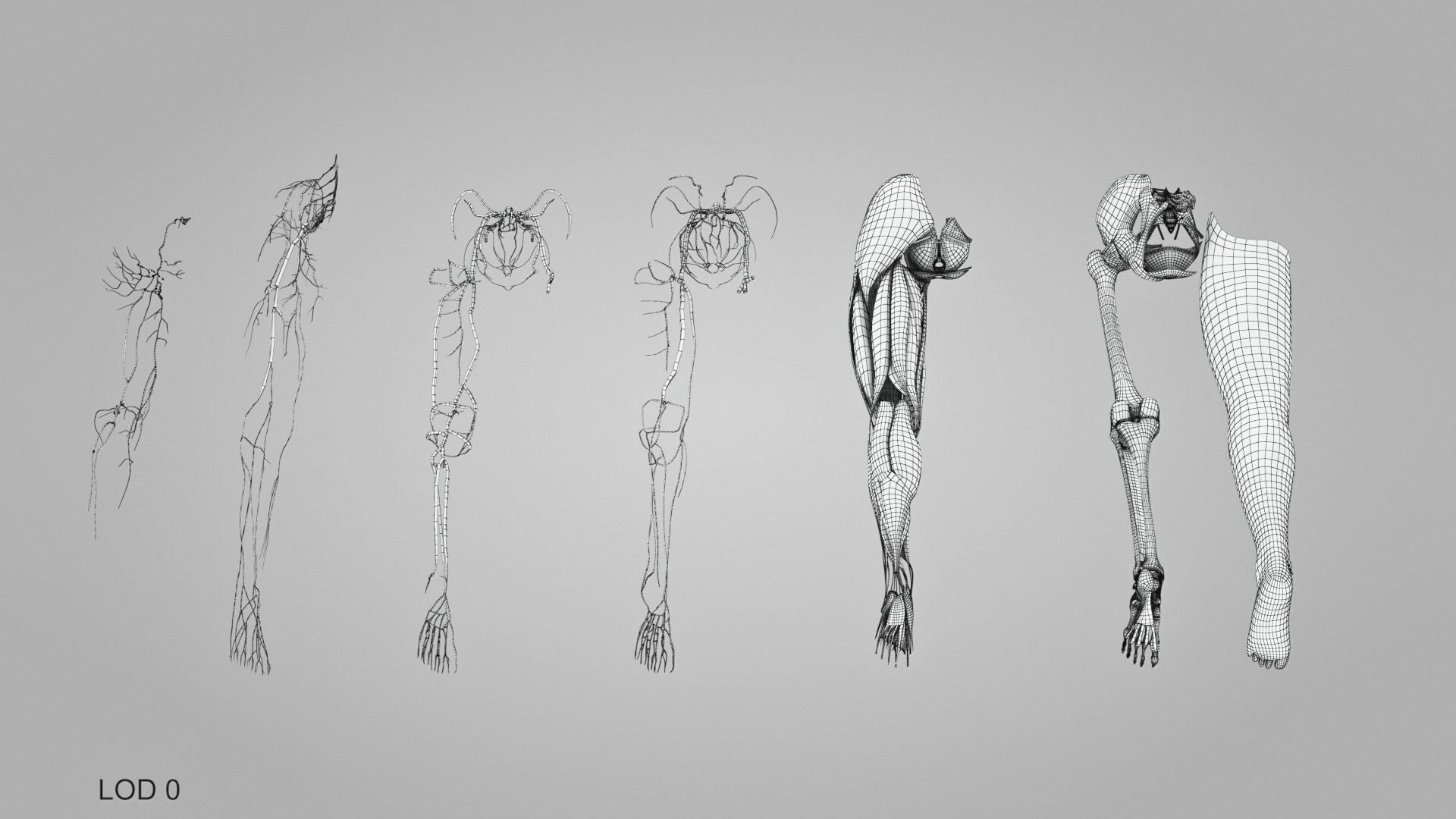 Complete Human leg anatomy model - TurboSquid 1925018