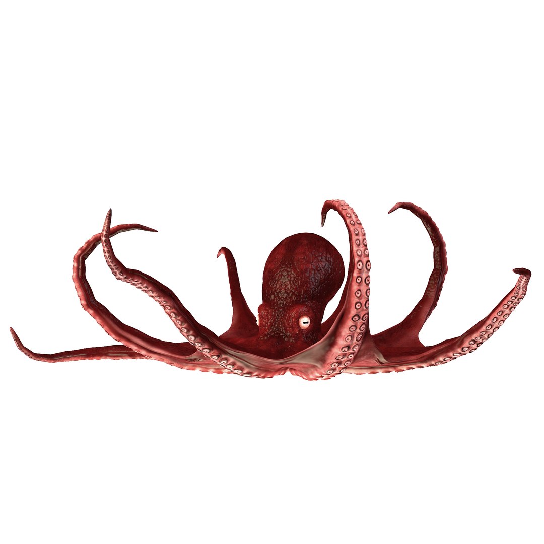 3D Octopus Model - TurboSquid 1430043