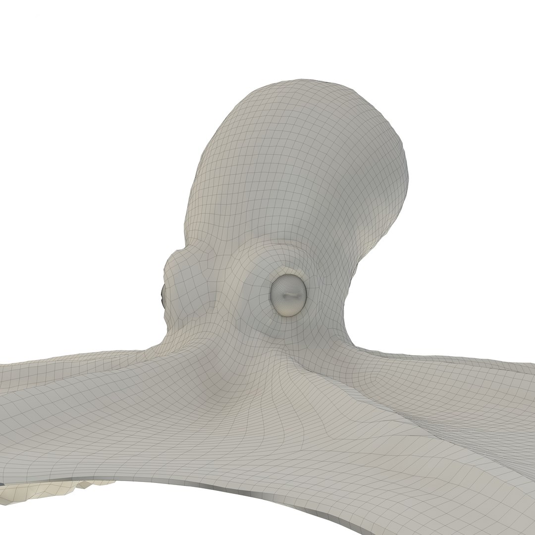 3D Octopus Model - TurboSquid 1430043