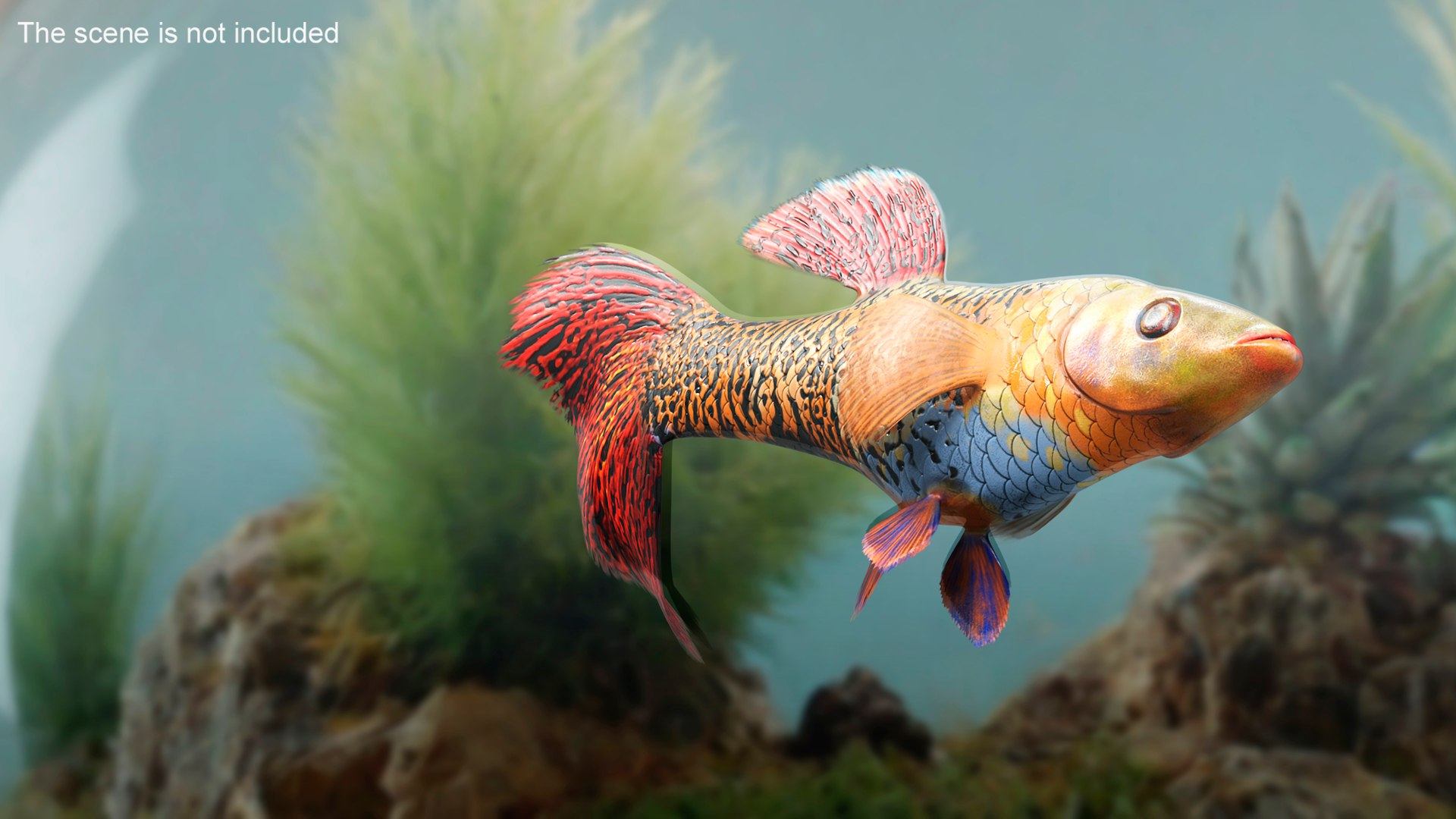Guppy Fish Red Snake Rigged 3D Model - TurboSquid 2270722