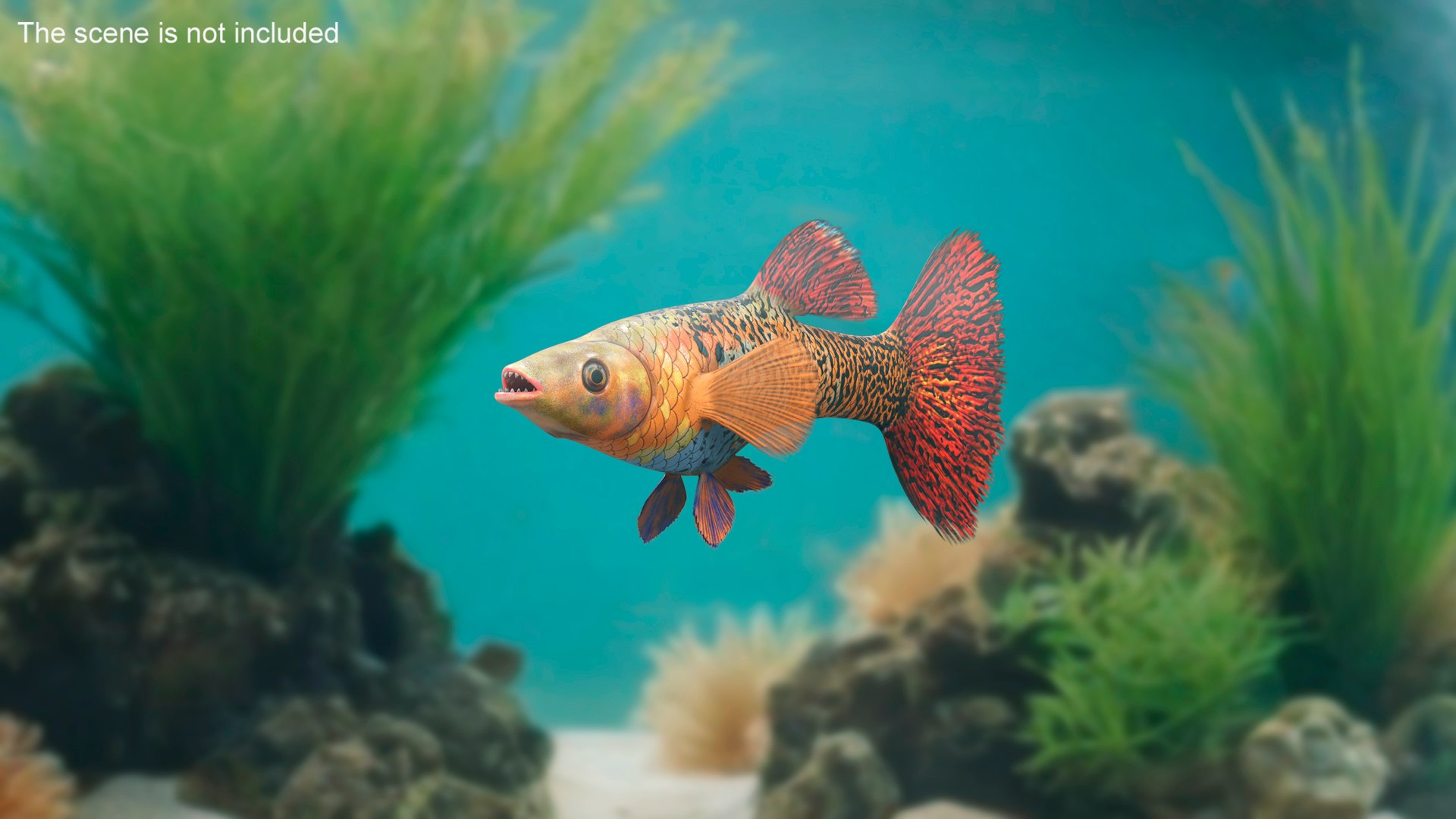 Guppy Fish Red Snake Rigged 3D Model - TurboSquid 2270722