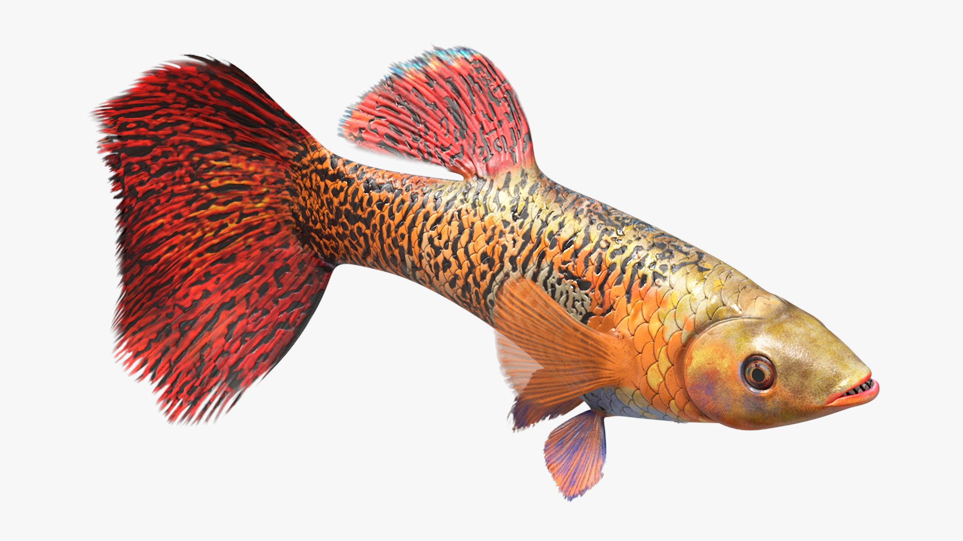 Guppy Fish Red Snake Rigged 3D Model - TurboSquid 2270722